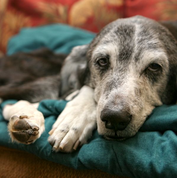 Parvovirose em Cães: Sintomas, Diagnóstico e Como Proteger Seu Melhor ...